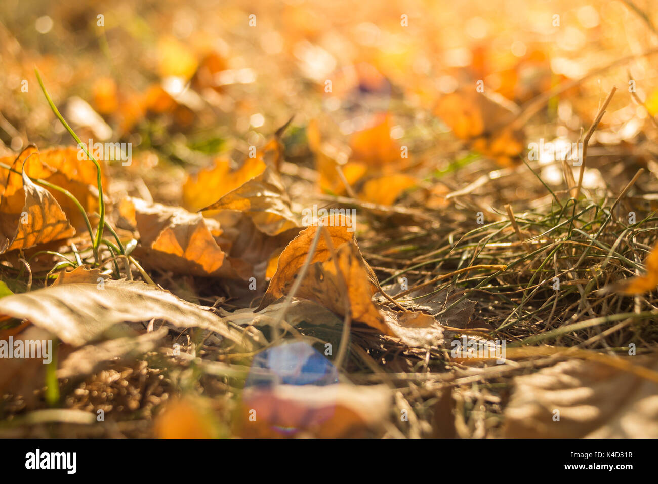 Autumn leaves, fall foliage, low angle Stock Photo - Alamy