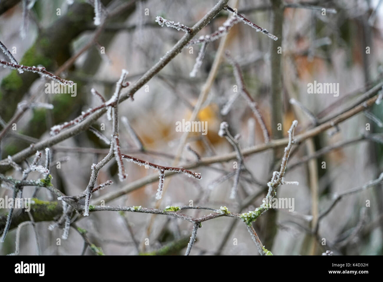 Branches Covered With Frost Stock Photo - Alamy