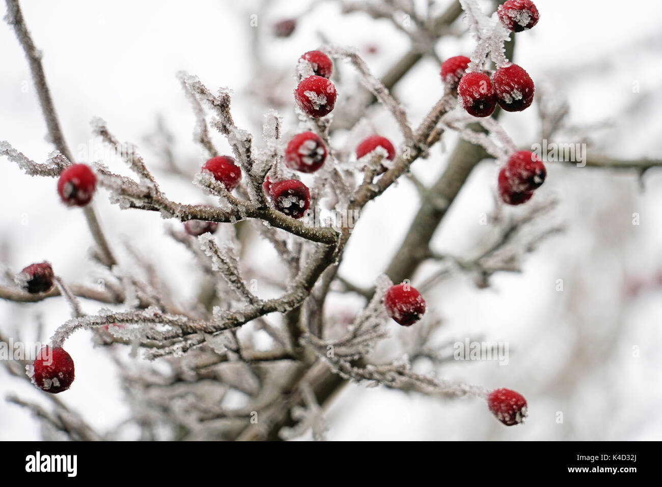 Frosty berries on shrubs hi-res stock photography and images - Alamy