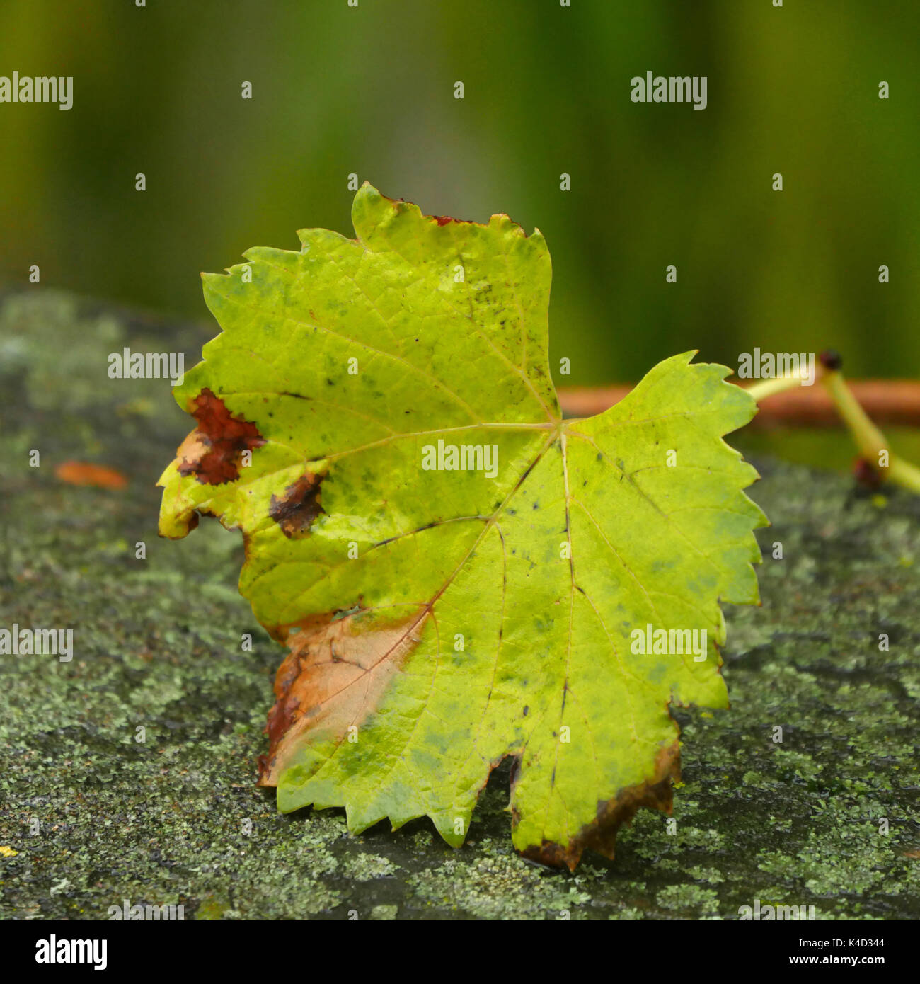 Lichens leaf hi-res stock photography and images - Alamy