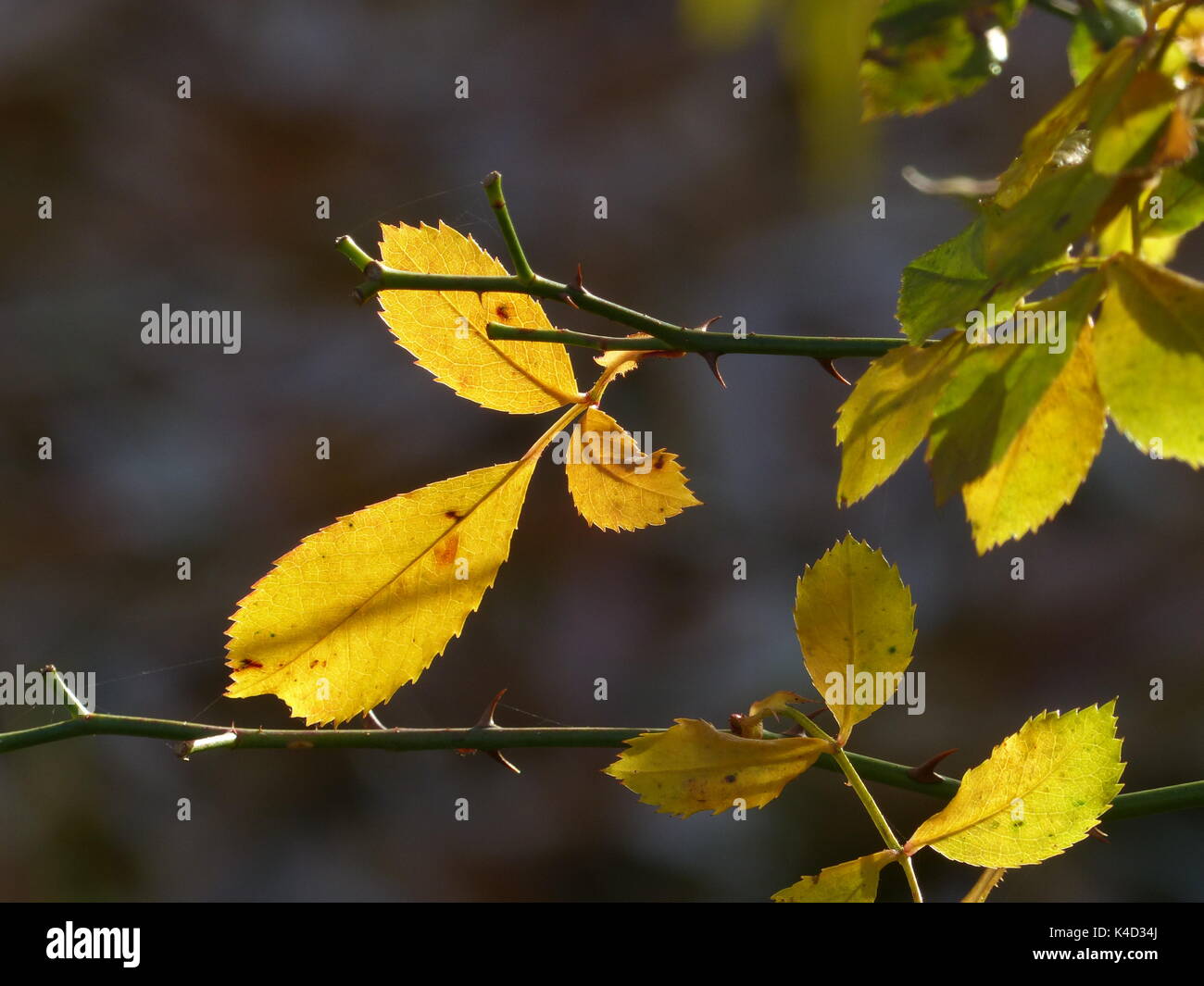 Thorny rose twigs hi-res stock photography and images - Alamy