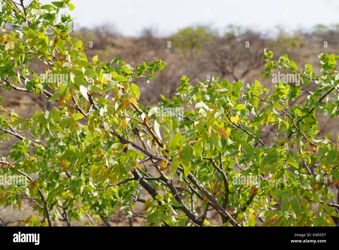 Mopane Tree, Africa, Colospermum Mopane Stock Photo - Alamy