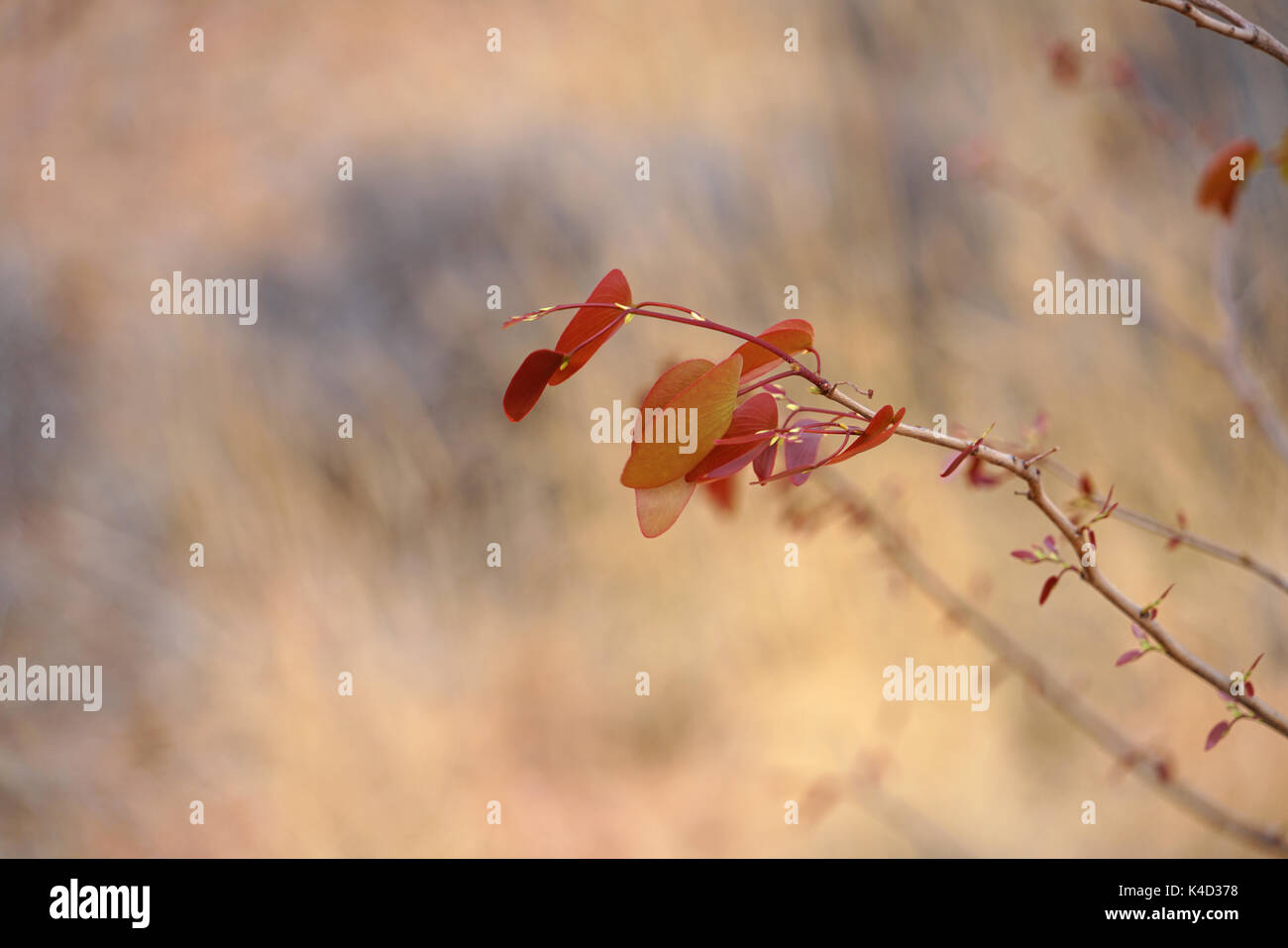 Mopane Tree, Africa, Colospermum Mopane Stock Photo - Alamy