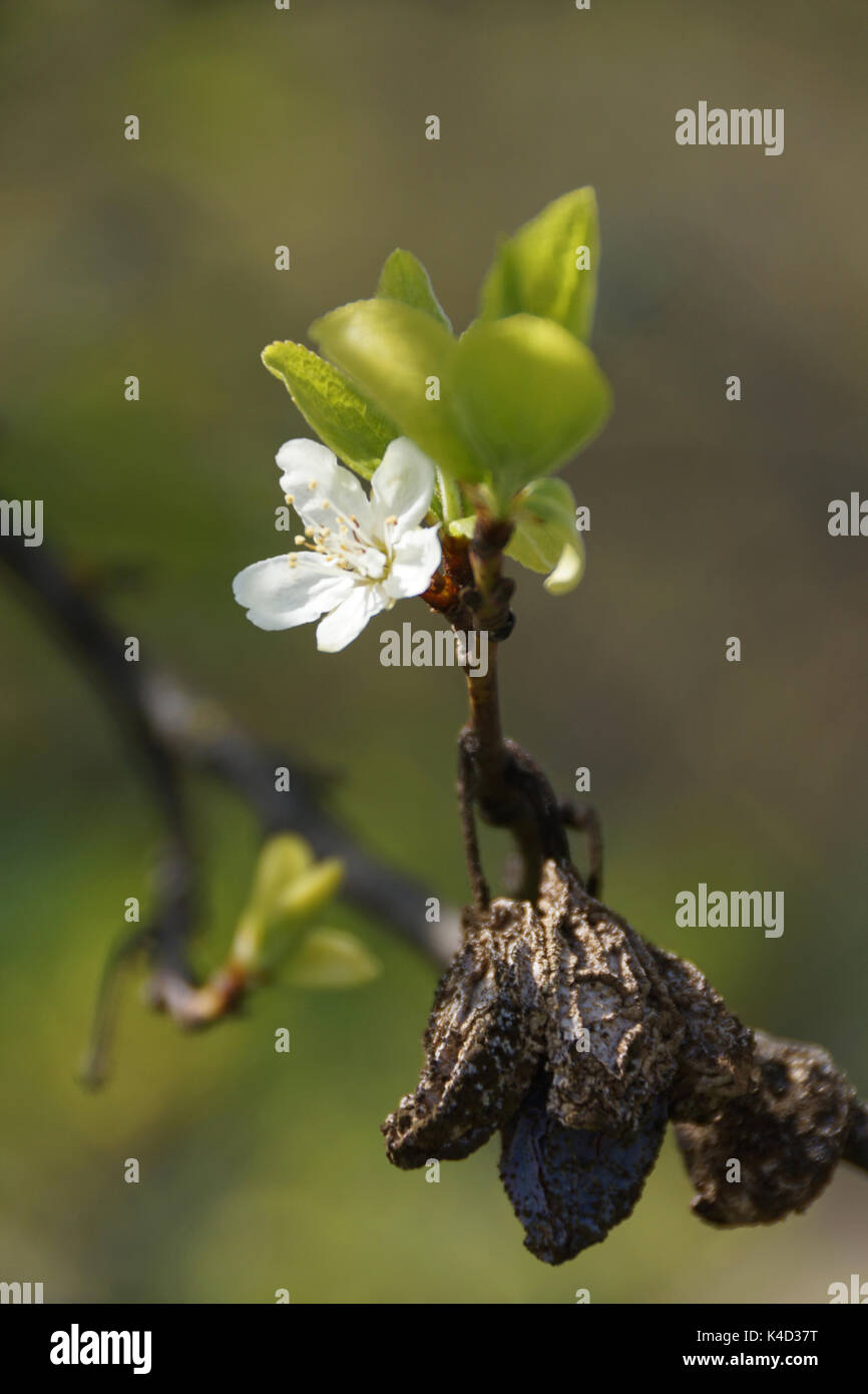 Weazen hi-res stock photography and images - Alamy