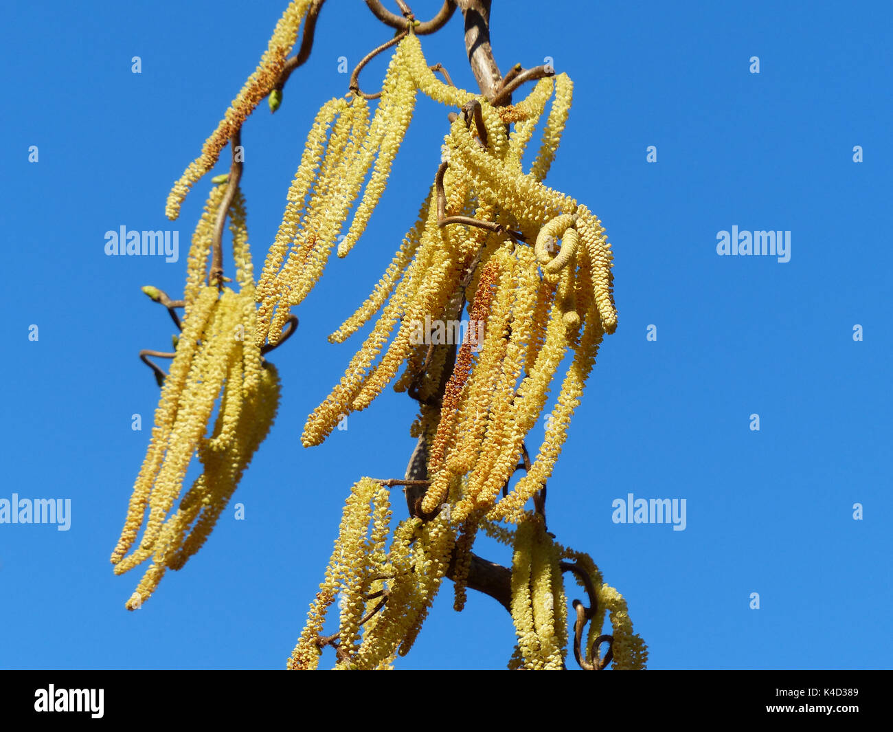 Blooming Corkscrew Hazel, Symbol For Pollen Allergy Stock Photo - Alamy