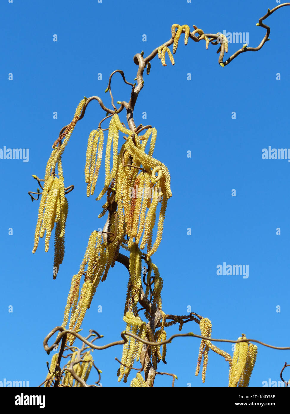 Corkscrew hazel with pollen being allergenic hi-res stock photography ...