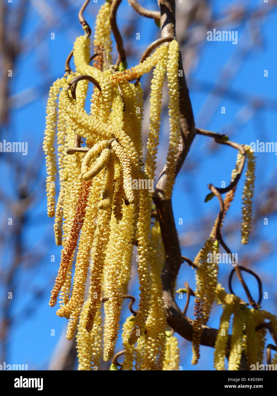 Corkscrew hazel with pollen being allergenic hi-res stock photography ...