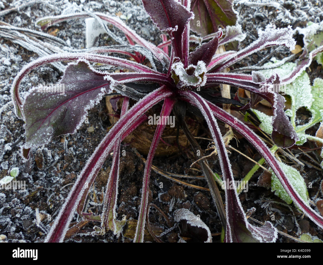 Beetroot In A Garden Bed, Covered With Frost Stock Photo - Alamy