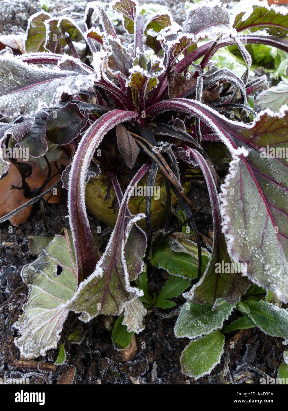 Beetroot In A Garden Bed, Covered With Frost Stock Photo - Alamy
