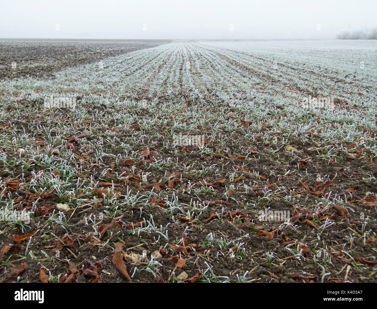 Frosty field with winter grain hi-res stock photography and images - Alamy