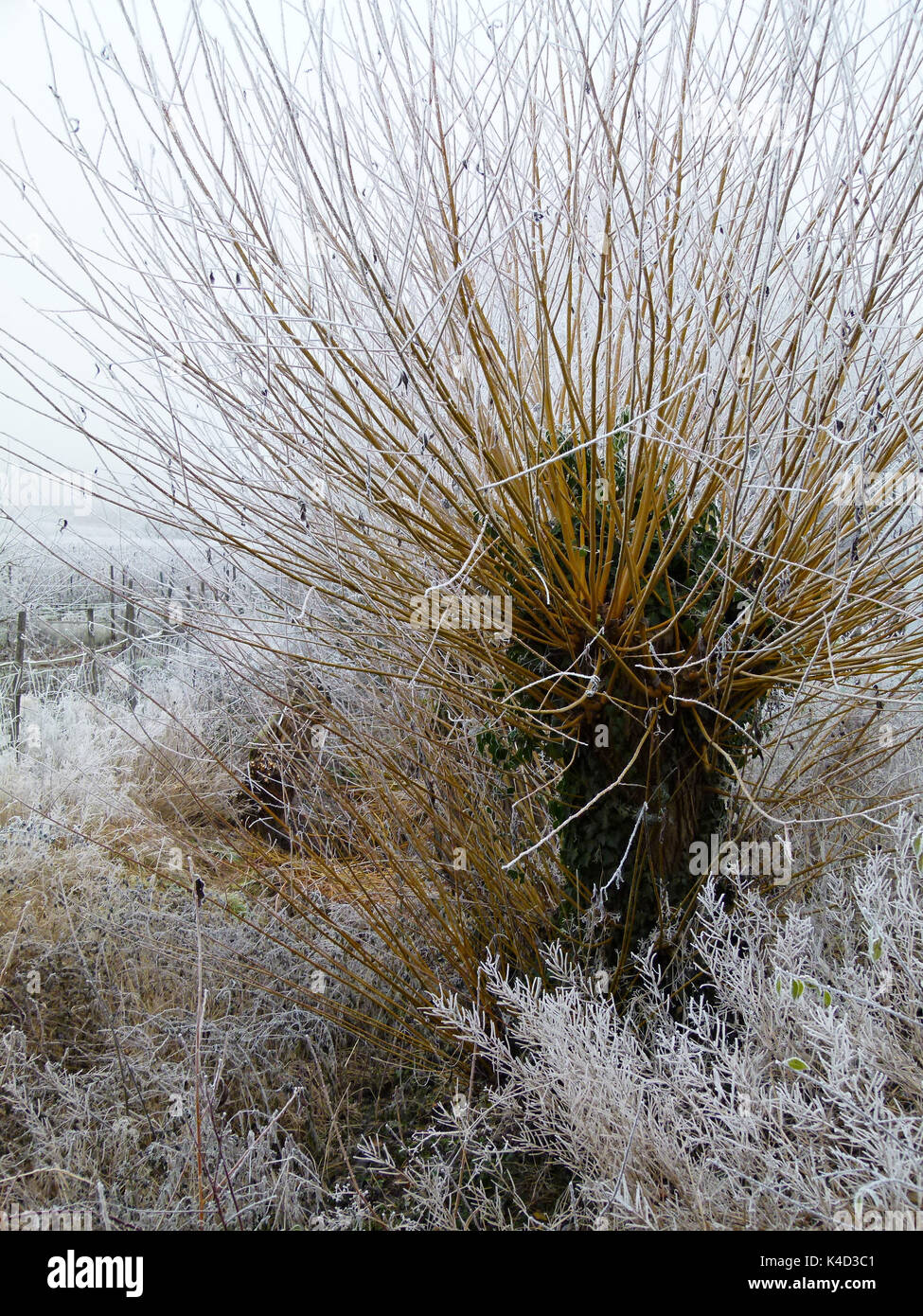 Salix spp hi-res stock photography and images - Alamy