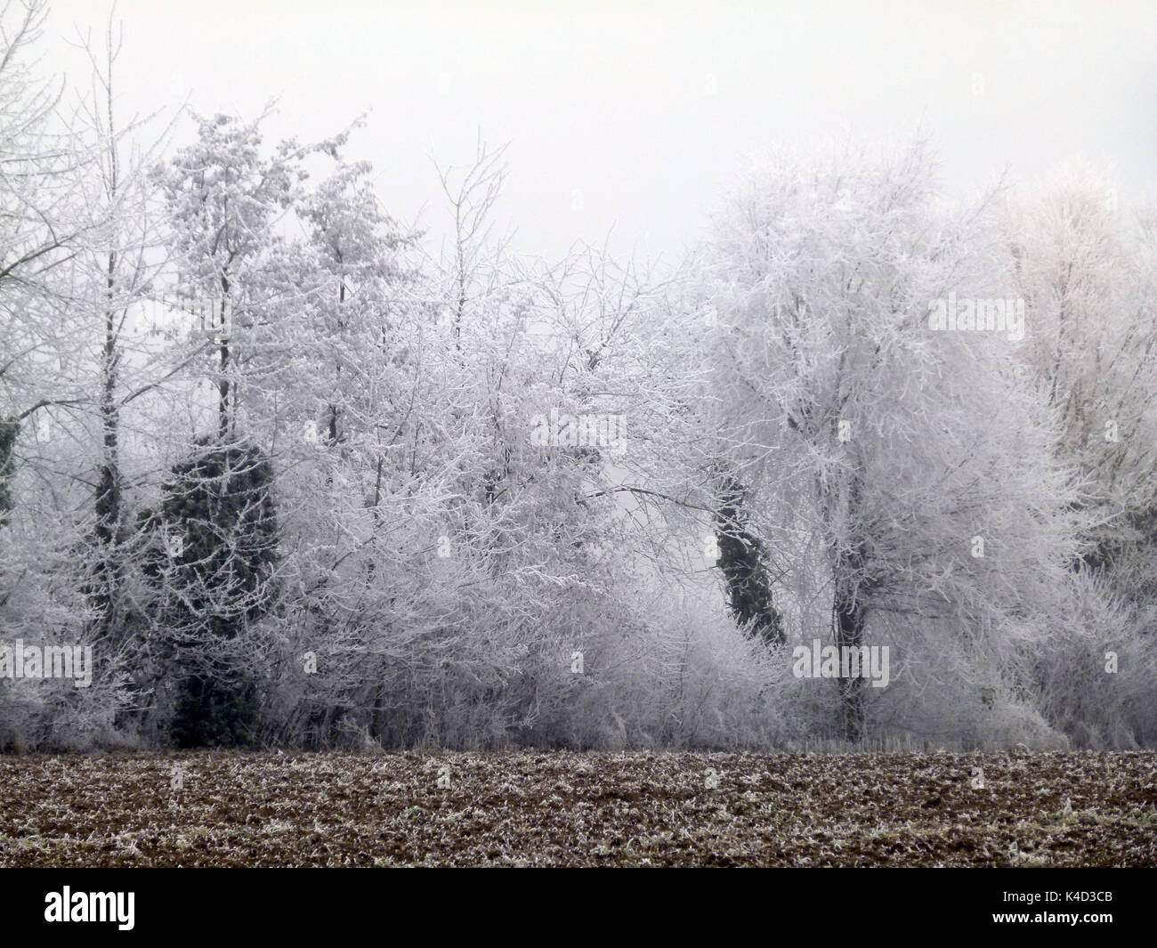 Winter Landscape, Hoarfrost On Fields And Trees Stock Photo - Alamy