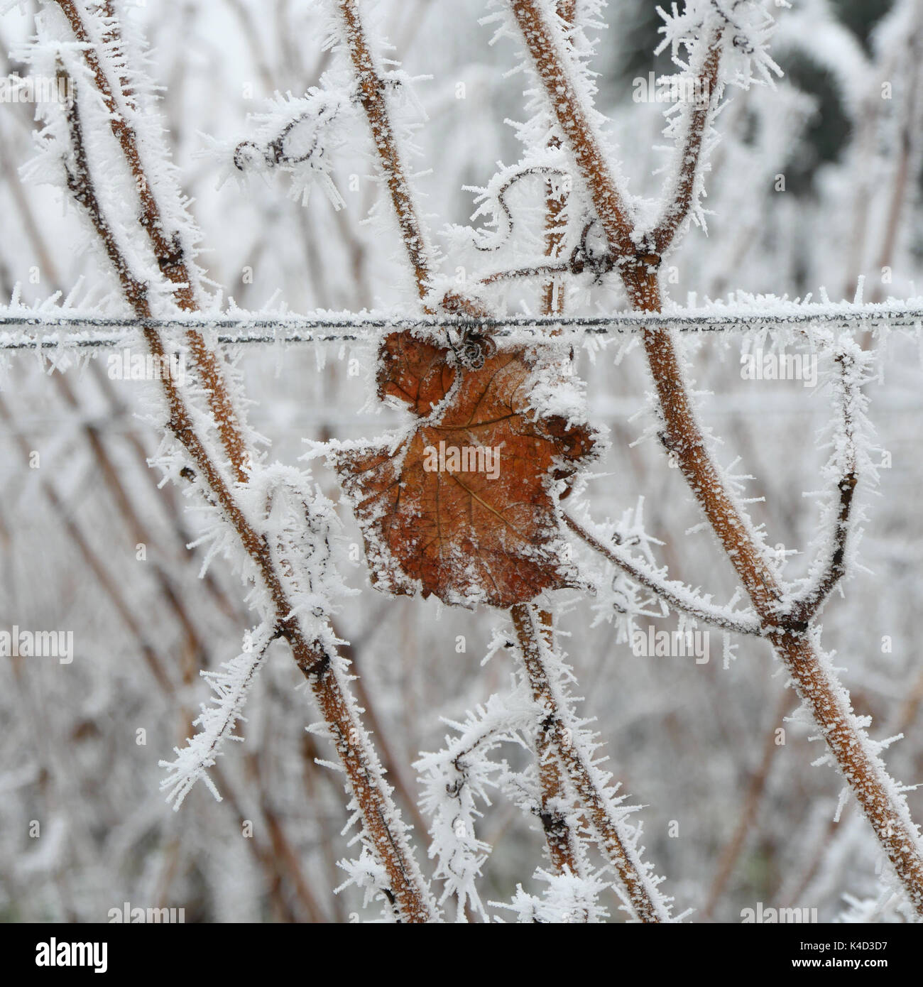 Single vine hi-res stock photography and images - Alamy