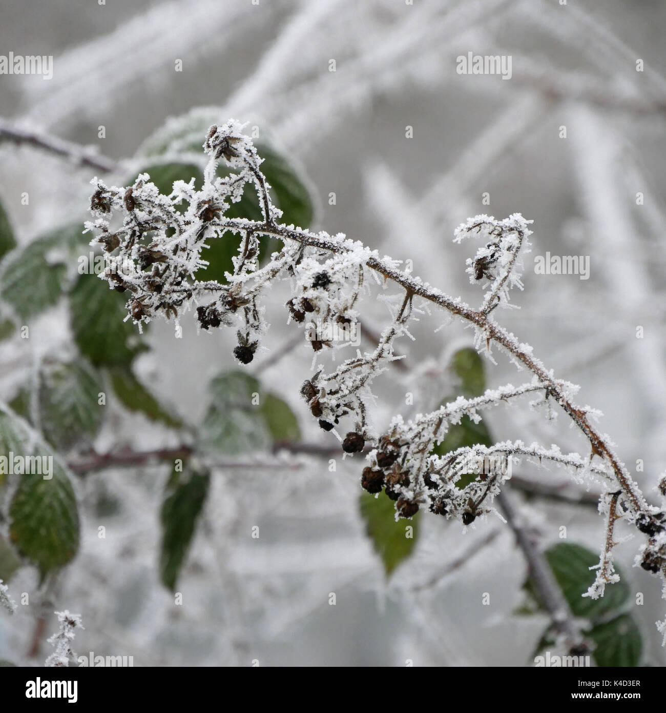 Weazen hi-res stock photography and images - Alamy