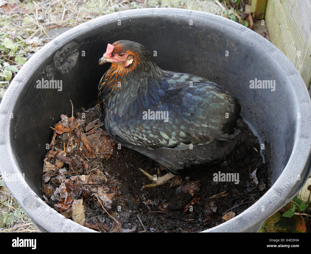 Hen At Work Stock Photo - Alamy