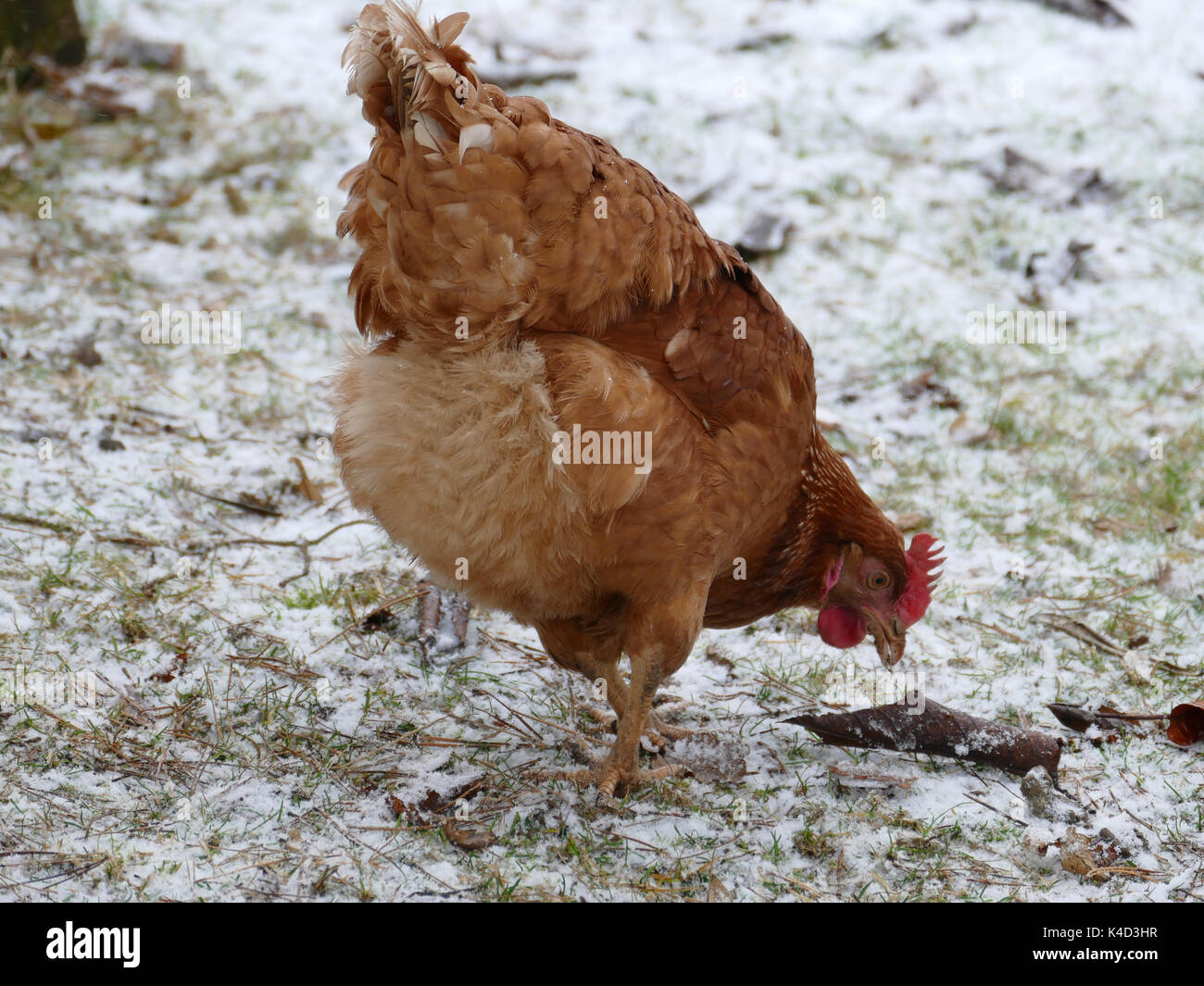Free-Ranged Brown Hen Picks In The Snow Stock Photo - Alamy