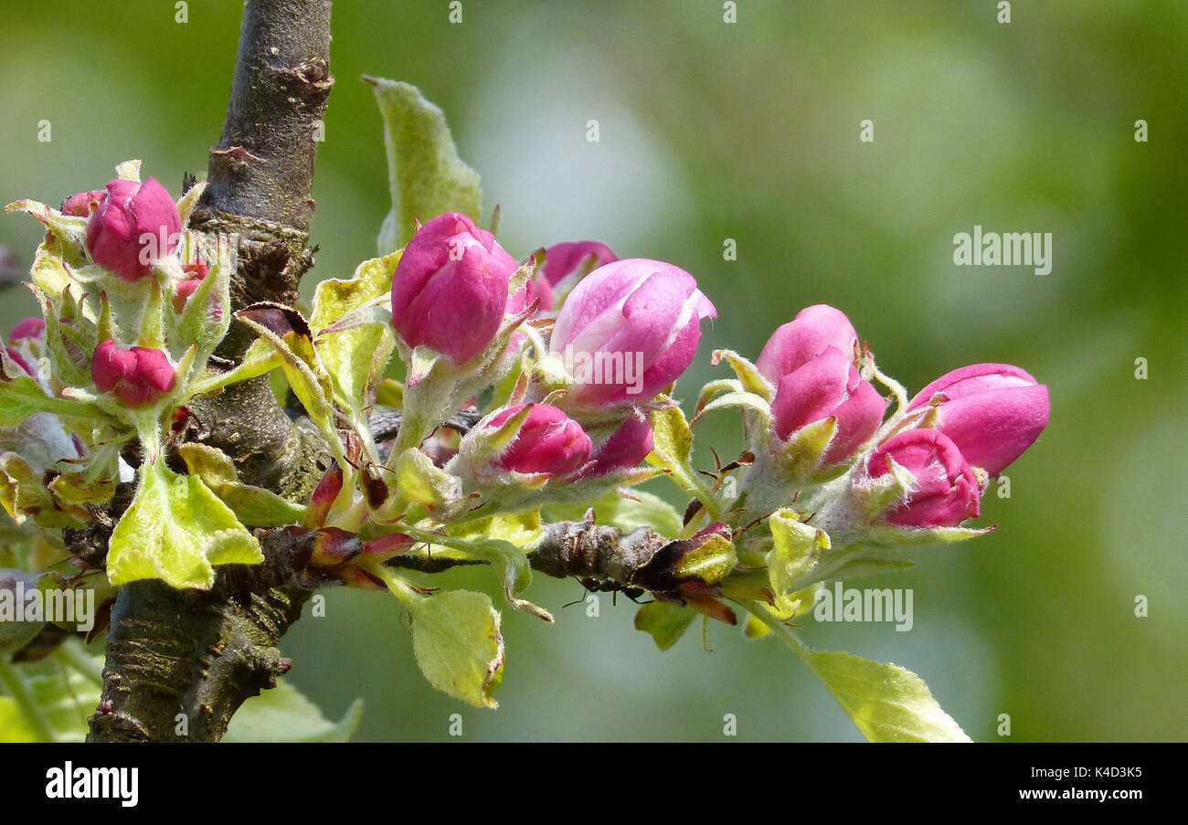 Apple Blossom, Buds Stock Photo - Alamy