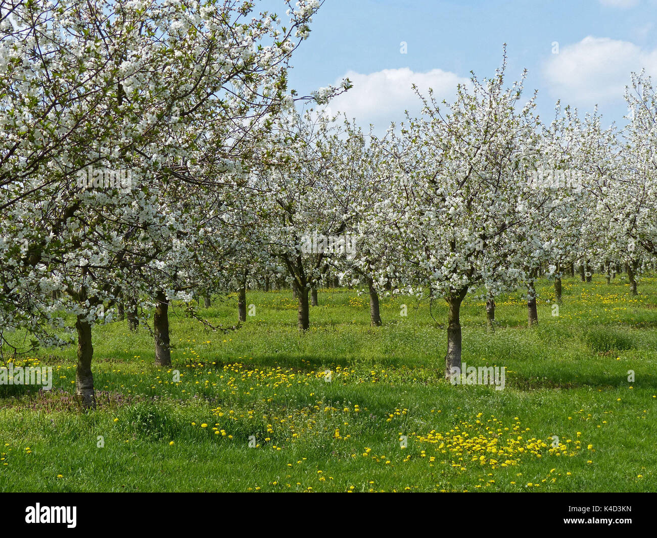 Morello tree hi-res stock photography and images - Alamy