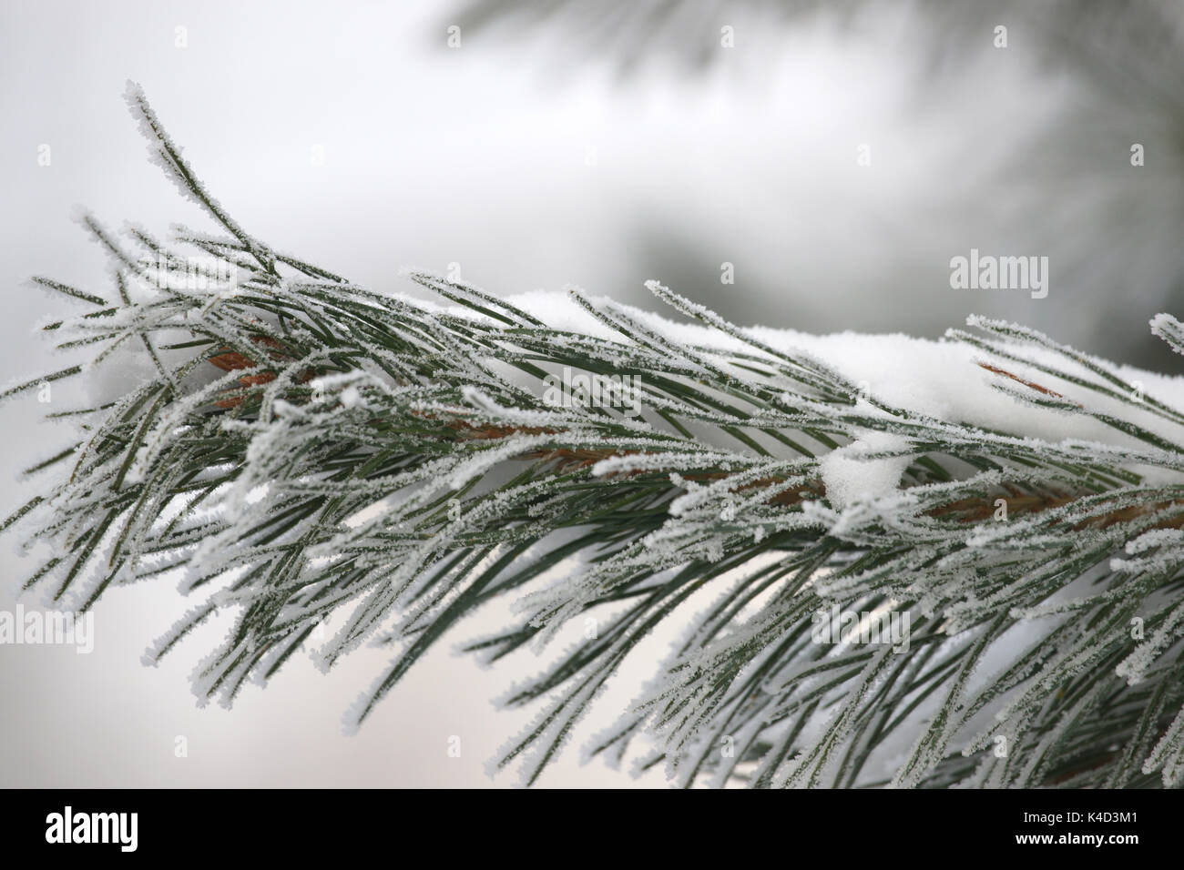Snow On Pine Twig Stock Photo - Alamy