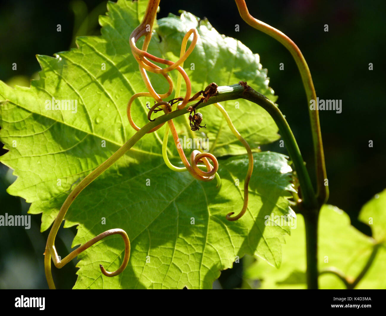 Close vine leaf hi-res stock photography and images - Alamy