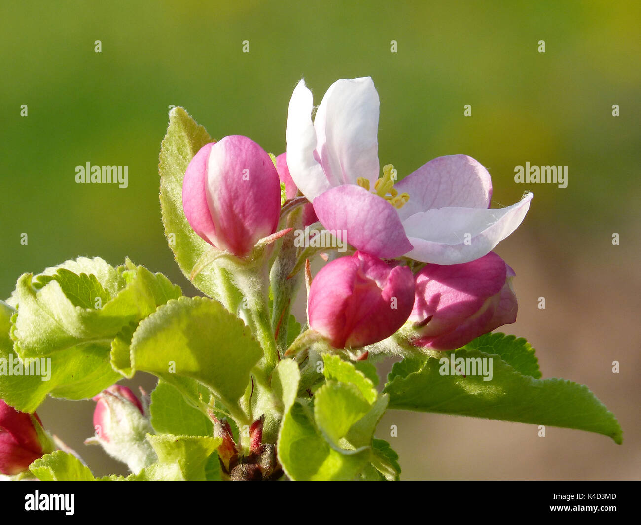 Apple Blossom, Buds Stock Photo - Alamy