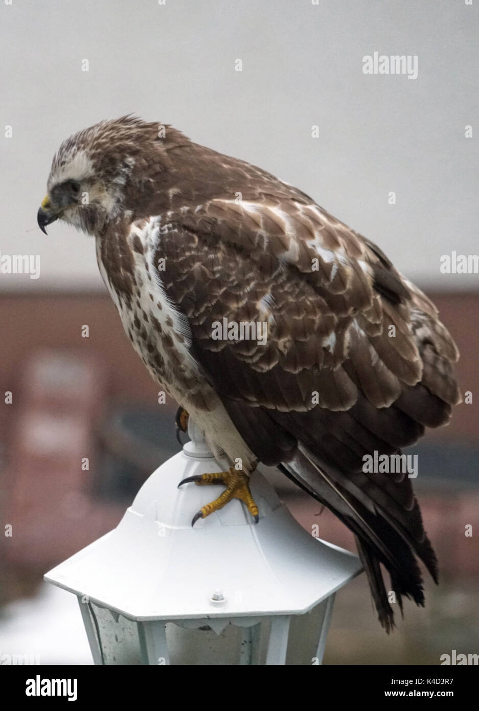 Mouse Buzzard In The Wild Stock Photo - Alamy