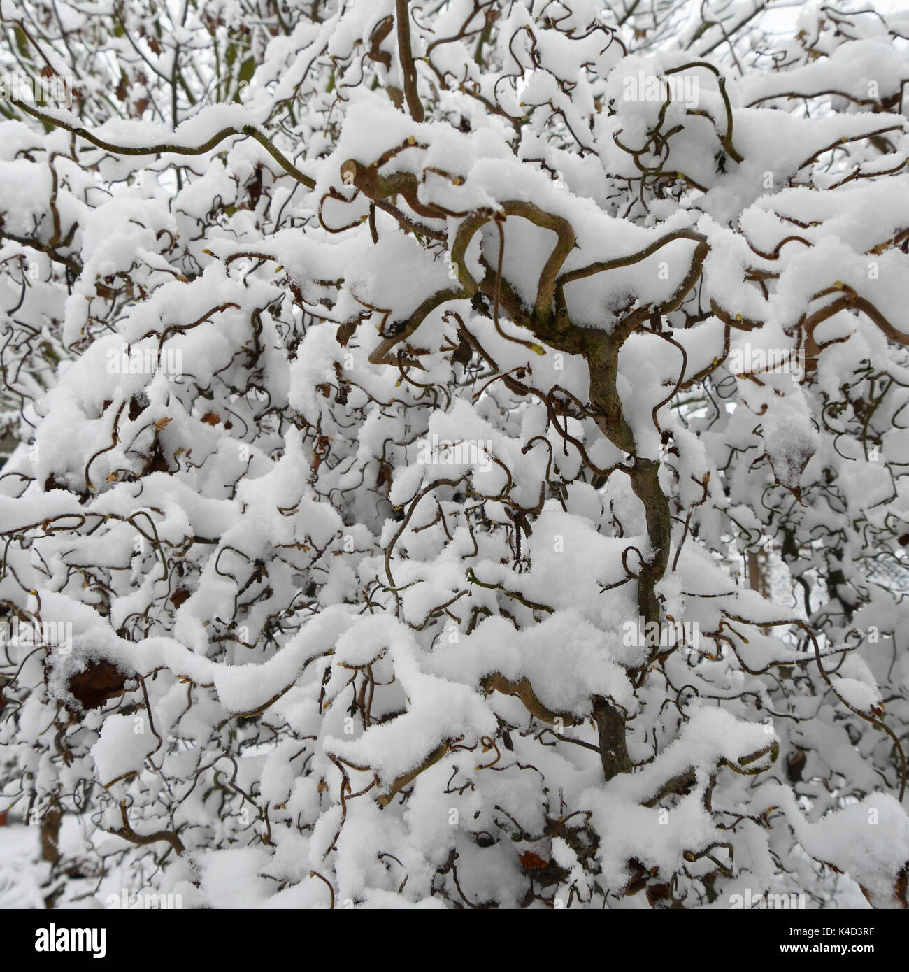 Corkscrew Hazelnut Bush In Winter Stock Photo - Alamy