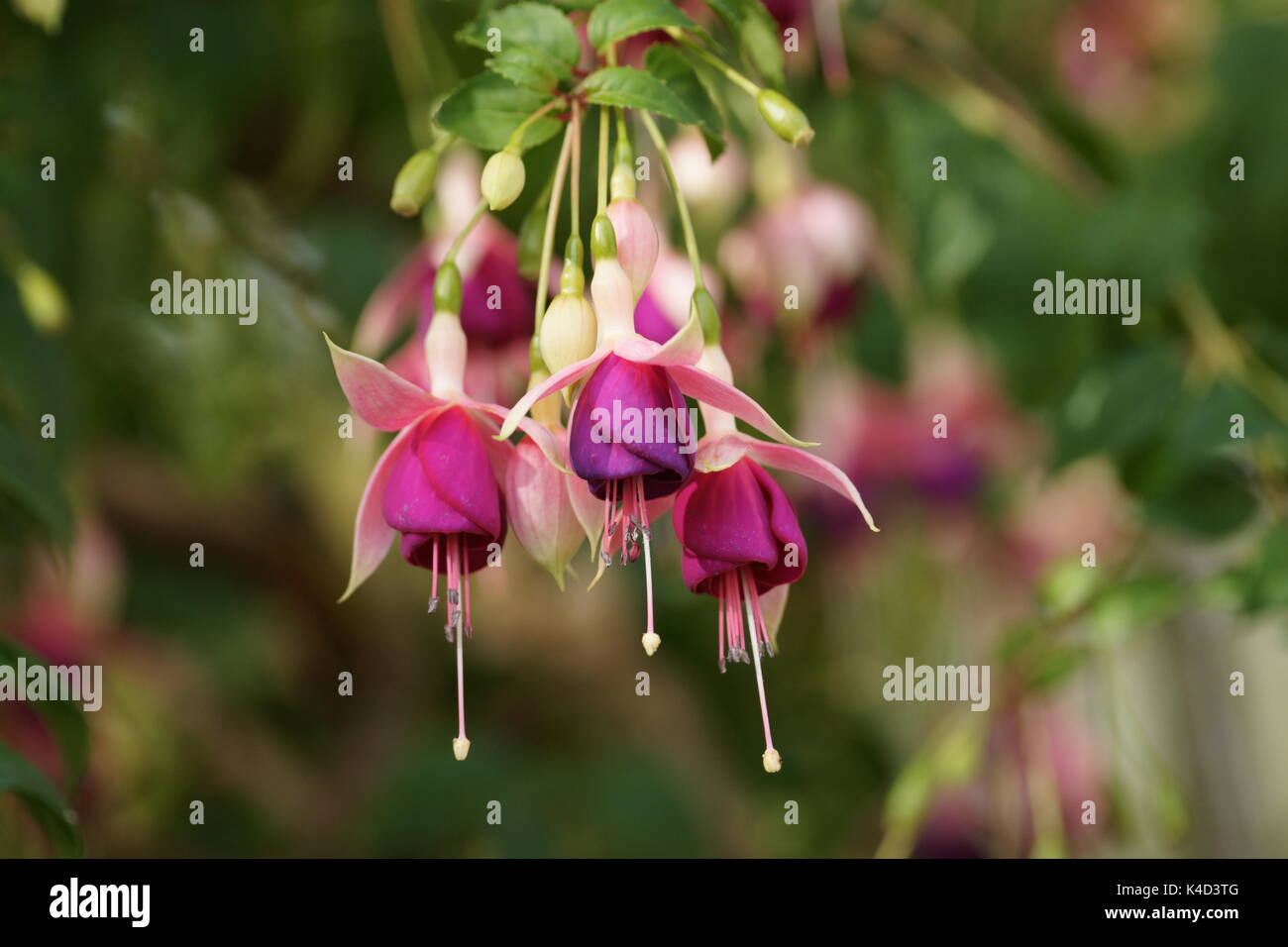Fuchsia genus flowers hi-res stock photography and images - Alamy