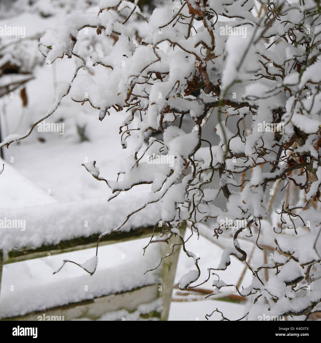 Corkscrew hazelnut bush hi-res stock photography and images - Alamy