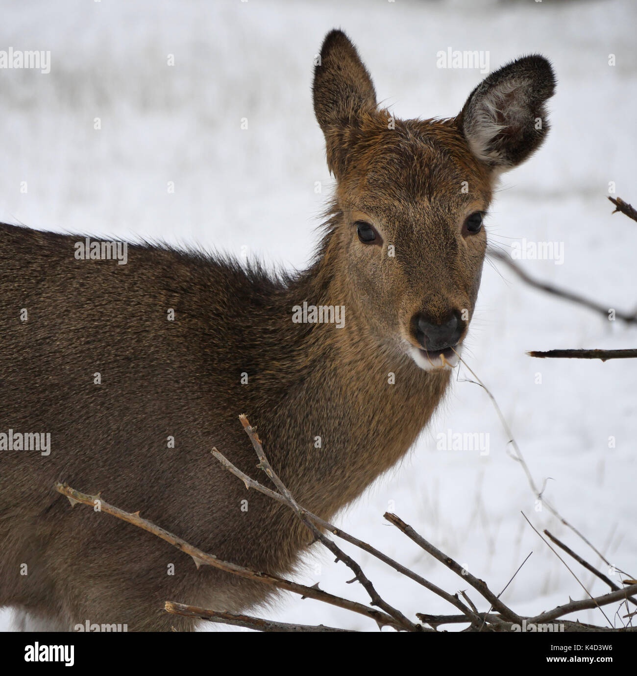 Sika Stag Winter Coat High Resolution Stock Photography and Images - Alamy