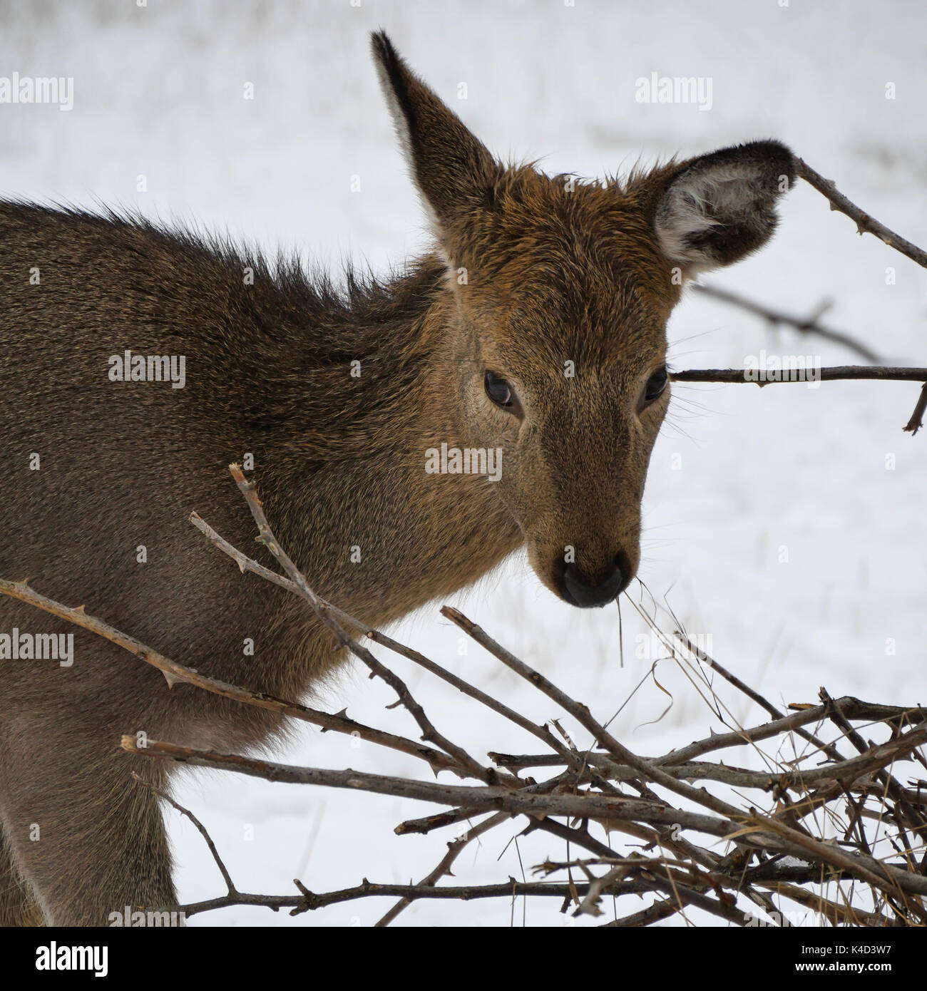Sika Stag Winter Coat High Resolution Stock Photography and Images - Alamy