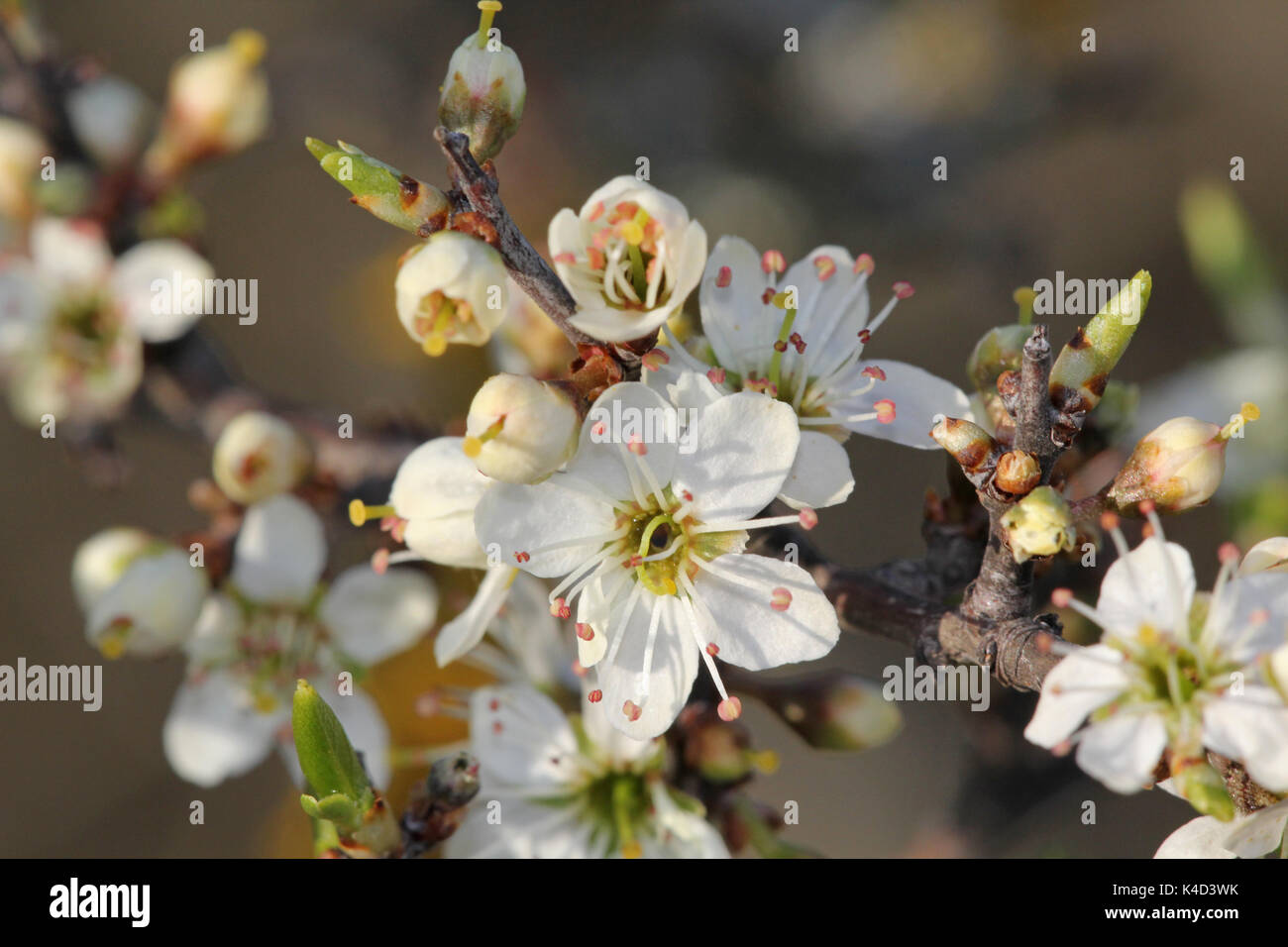 Whitethorn hi-res stock photography and images - Alamy