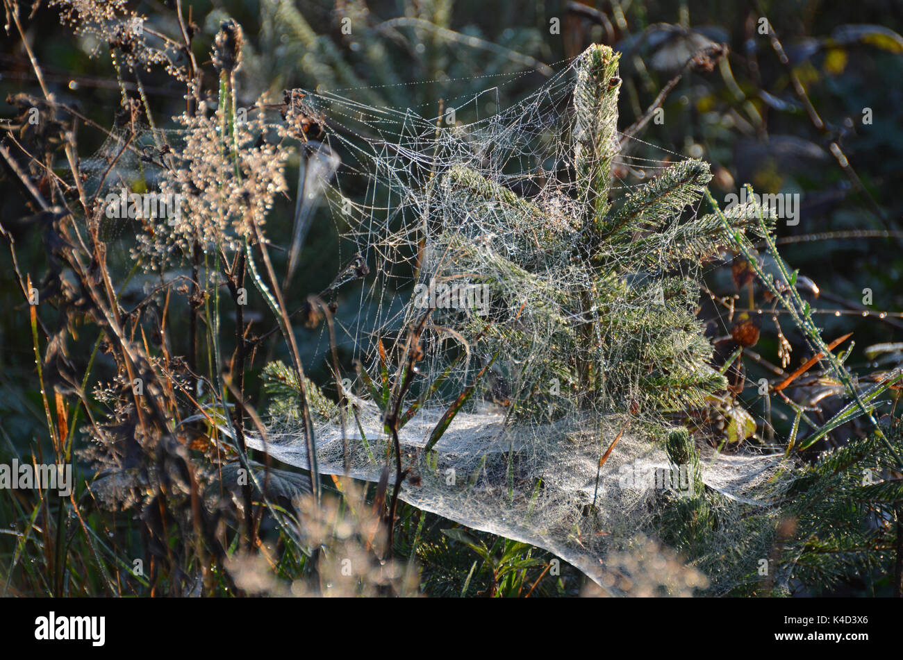 Fairy Bog Impressions, Little Spruce Cobwebbed Stock Photo - Alamy