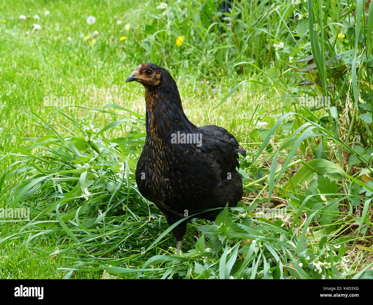 Araucana Hen Free-Range Stock Photo - Alamy