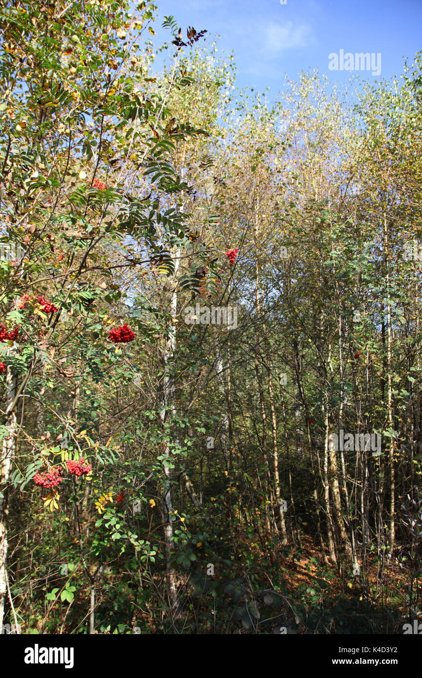 Birch Trees And Rowan Trees In A Forest Stock Photo - Alamy
