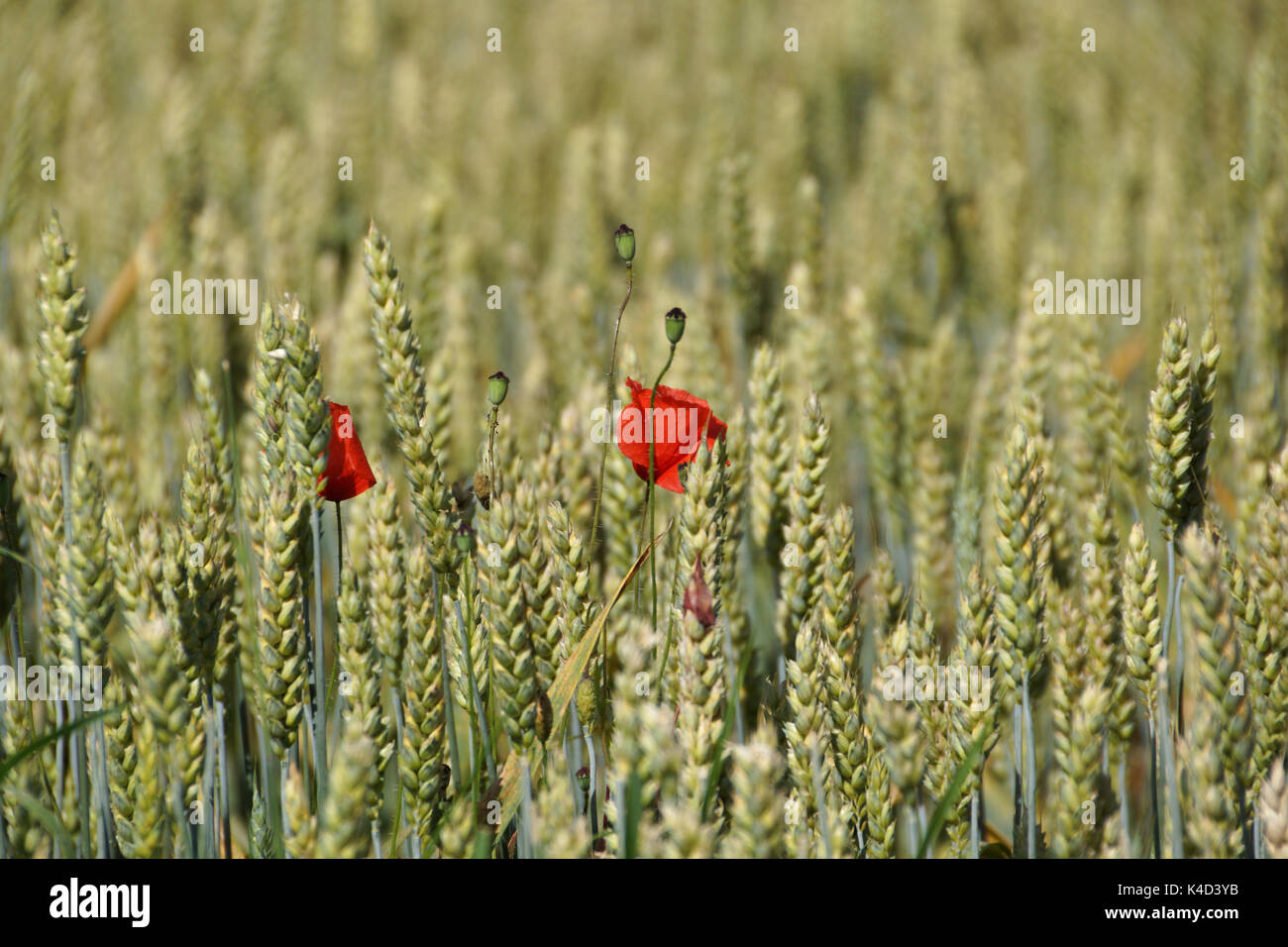 Corn Poppy In A Cereal Field, Two Red Colors Stock Photo - Alamy