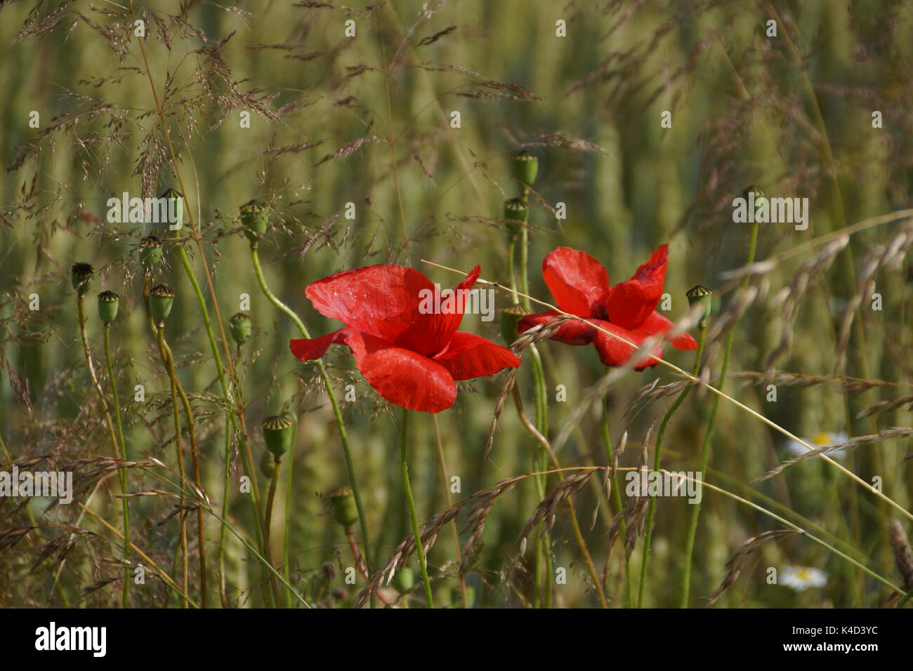 Corn Poppy In A Cereal Field, Two Red Colors Stock Photo - Alamy