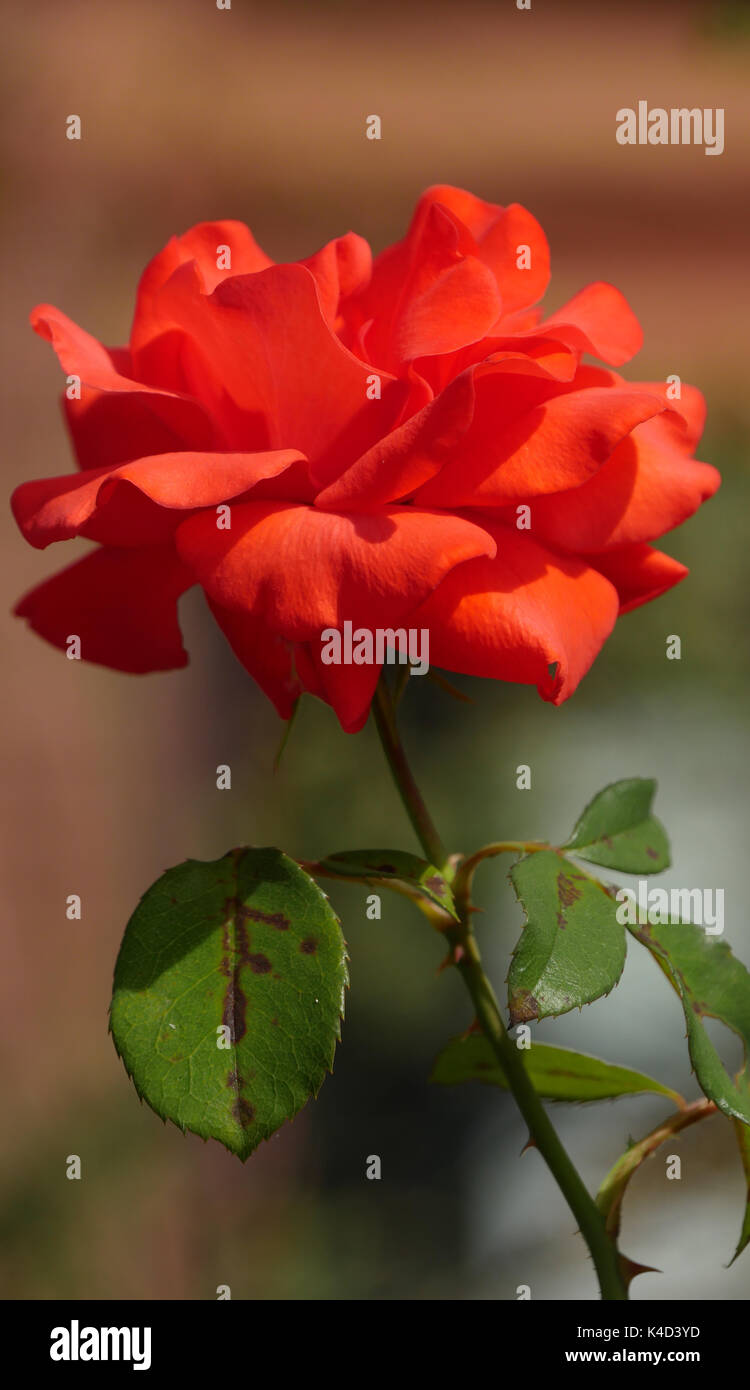 Blossomed rose hi-res stock photography and images - Alamy