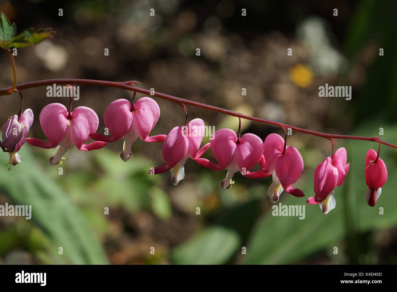 Blooming Bleeding Heart Stock Photo - Alamy
