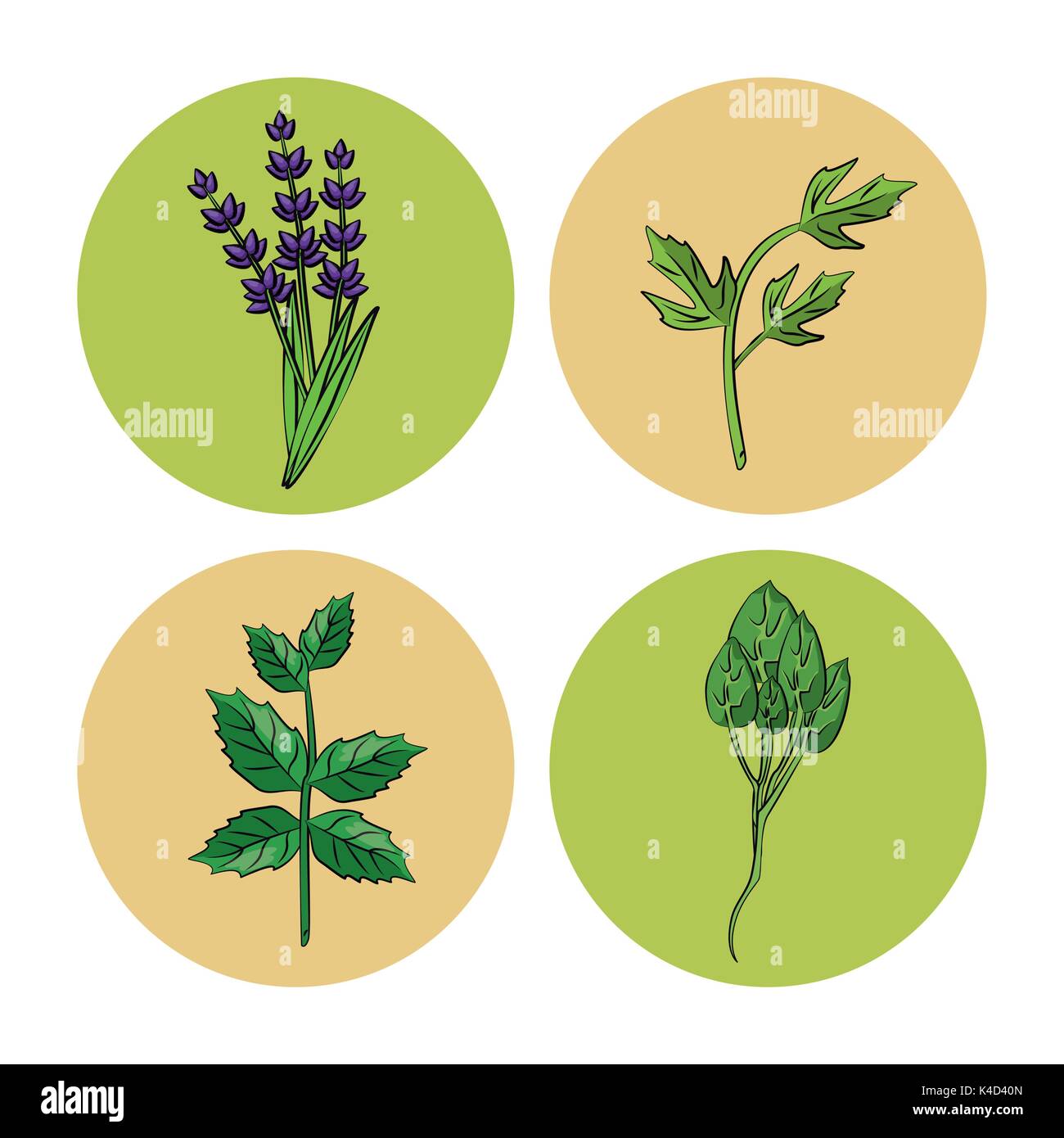 Herbs and spices icons Stock Vector Image & Art - Alamy
