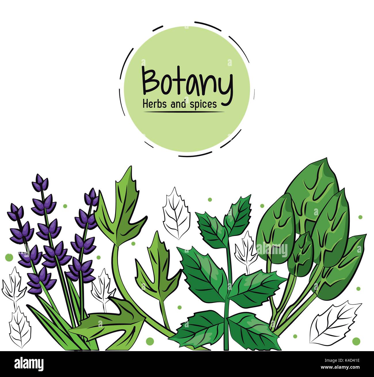 Botany herbs and spices Stock Vector Image & Art - Alamy