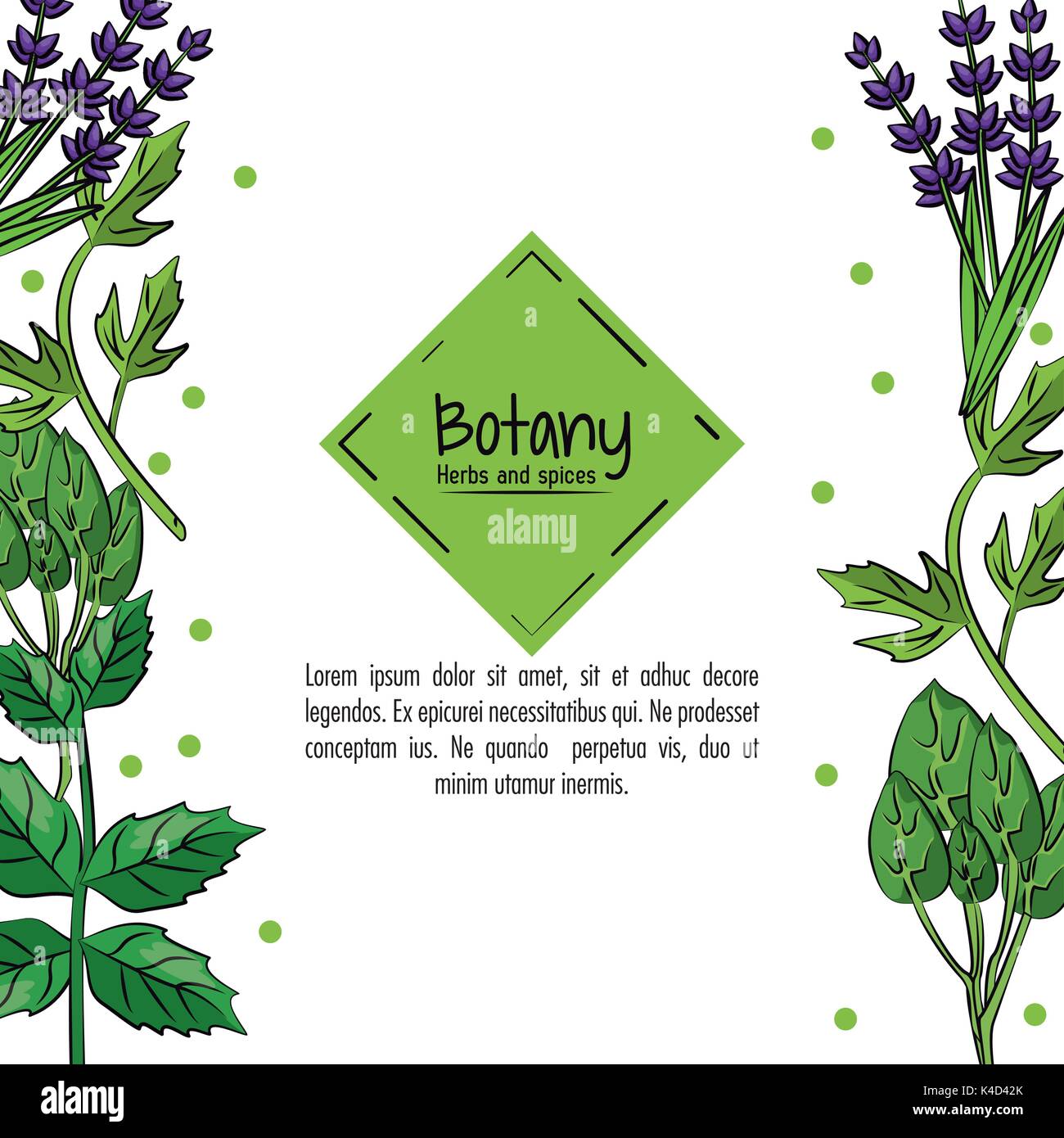 Botany herbs and spices Stock Vector Image & Art - Alamy