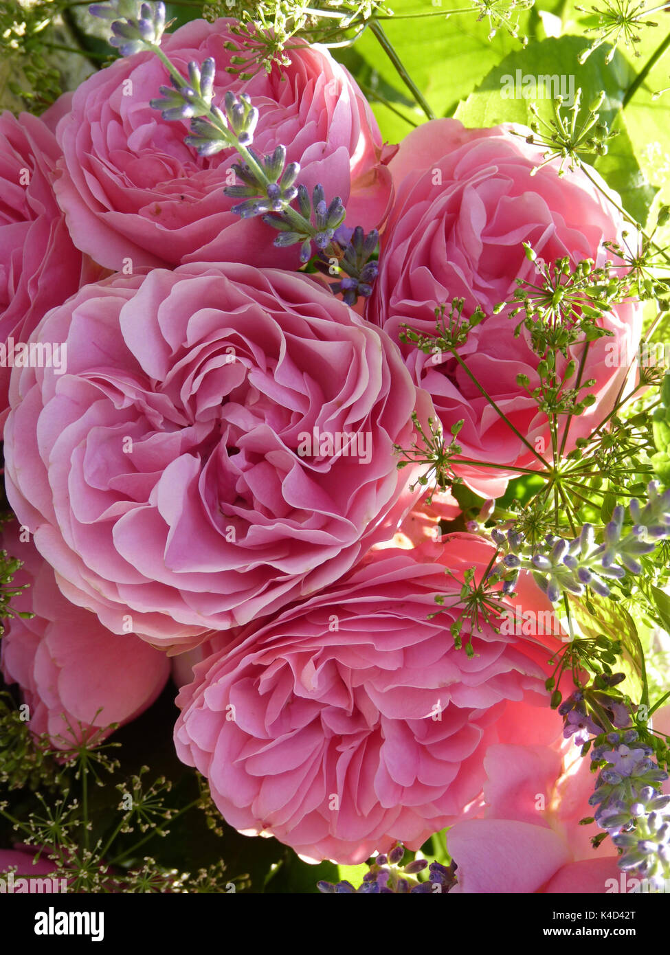 Bunches of pink roses hi-res stock photography and images - Alamy