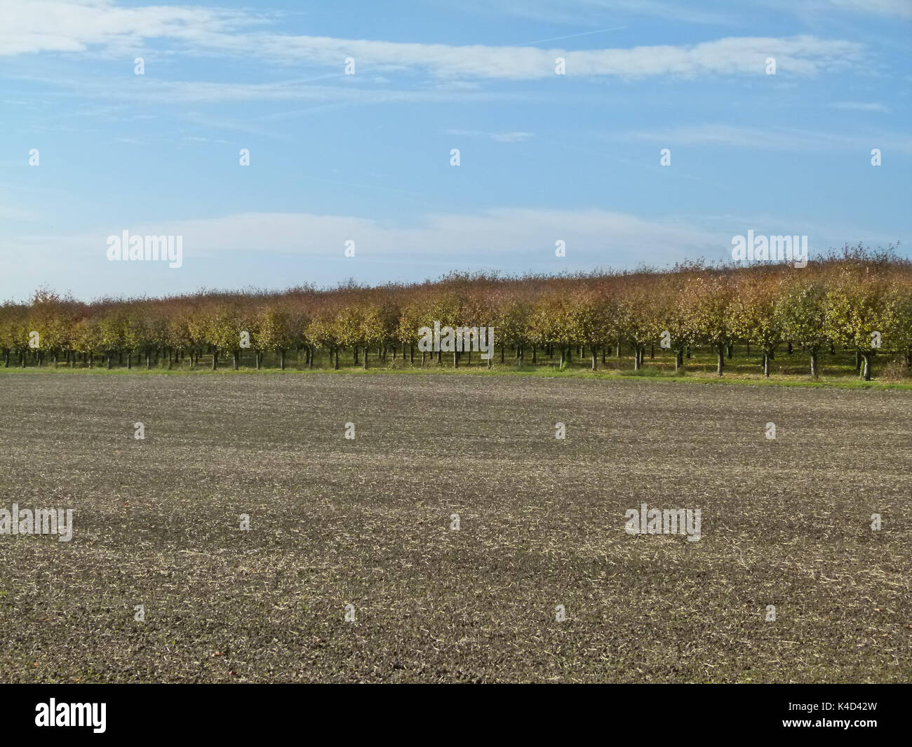 Fruit Plantation In Autumn Seen From A Distance Stock Photo - Alamy