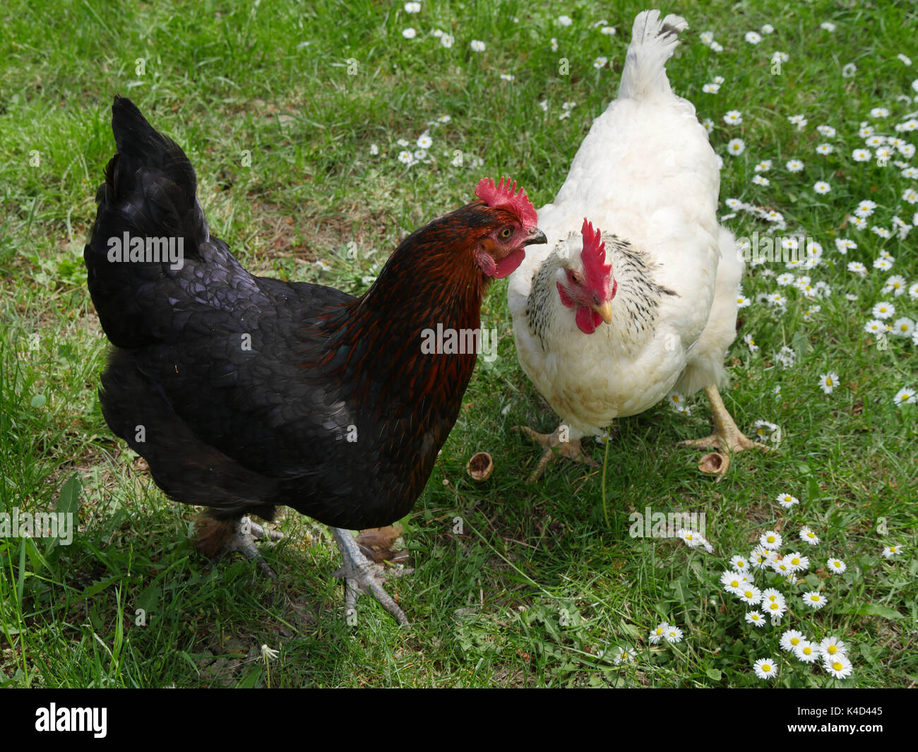 Happy free ranged hen hi-res stock photography and images - Alamy