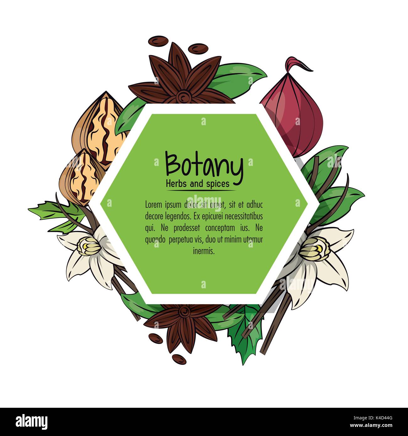 Botany herbs and spices Stock Vector Image & Art - Alamy