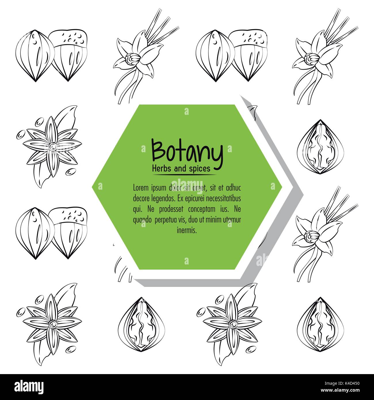 Botany herbs and spices Stock Vector Image & Art - Alamy
