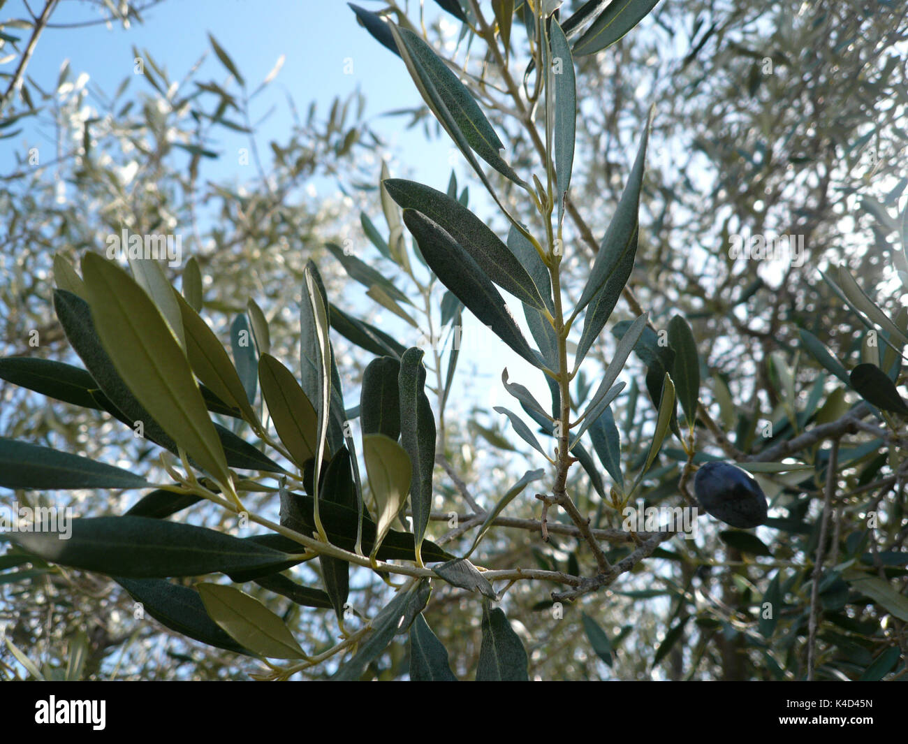 Black Olive Tree Leaves