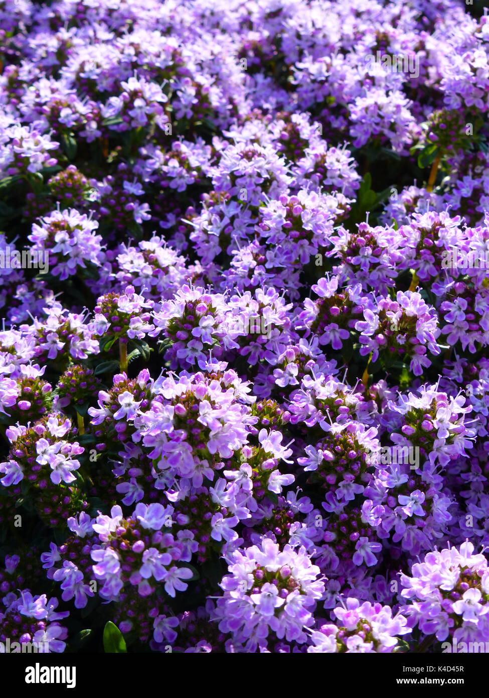 Violet Blooming Thyme Stock Photo - Alamy