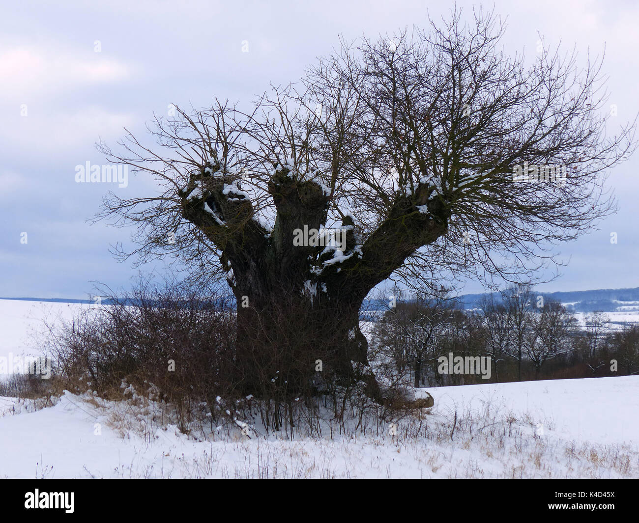 Rasierpinselbaum hi-res stock photography and images - Alamy